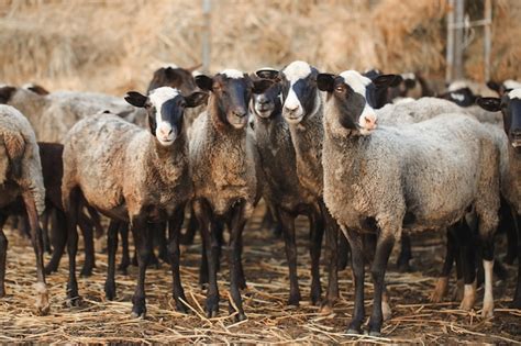 Granja de ovejas grupo de animales domésticos de ovejas Foto Premium