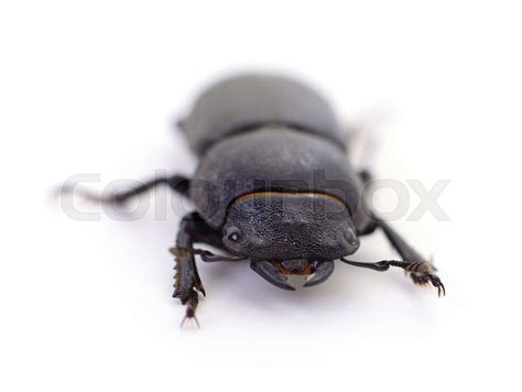 Black Stag Beetle Stock Image Colourbox