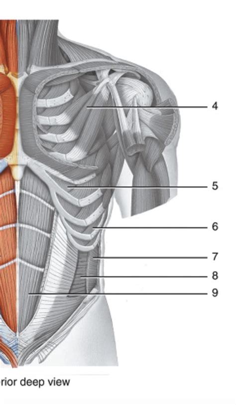 Muscles Of The Anterior Trunk And Shoulder Diagram Quizlet