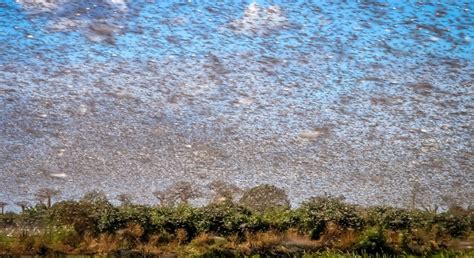 Brasil entra em alerta contra avanço de nuvem de gafanhotos