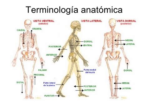 Terminología anatómica EcuRed