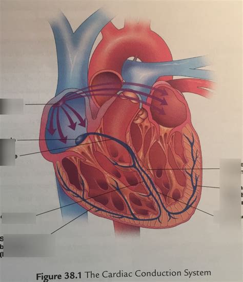 Cardiac Conduction Diagram Quizlet