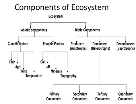 what are the basic components of the ecosystem