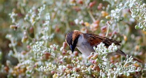 Spatz Natur Gebüsch Kostenloses Foto auf Pixabay Pixabay
