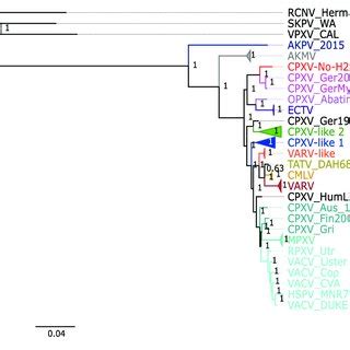 Bayesian Inference Phylogenetic Tree Based On Orthopoxvirus Whole