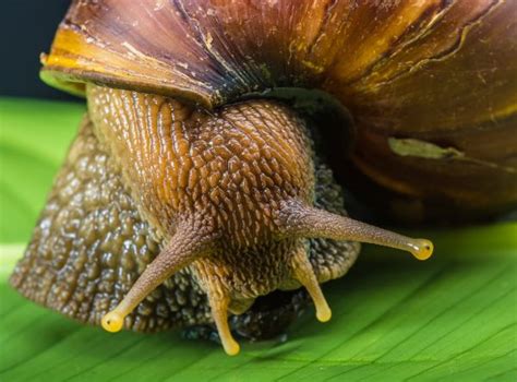 Free Images Insect Fauna Invertebrate Close Up Mollusk Slimy