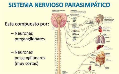 Sistema nervioso parasimpático características y funciones Sistema