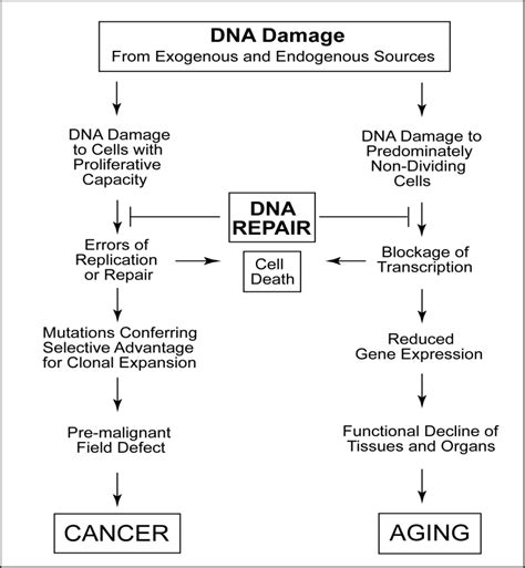 DNA Damage DNA Repair And Cancer IntechOpen