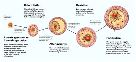 Human Female Egg Diagram