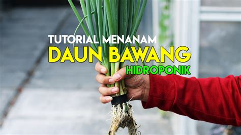 Cara Menanam Daun Bawang Hidroponik Hidroponikpedia