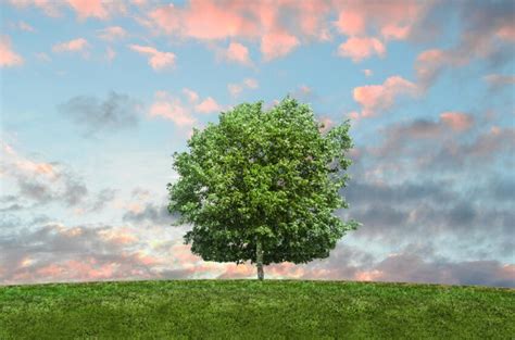 Imagen gratis Paisaje césped naturaleza rural hierba árbol campo