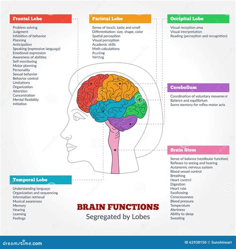Anatomía Y Funciones Del Cerebro Humano Ilustración del Vector