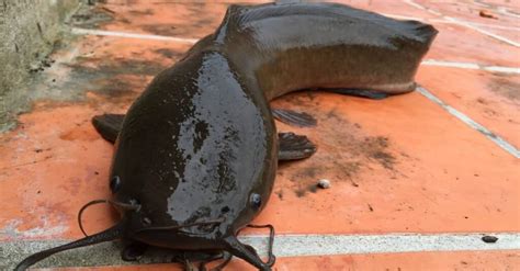 Walking Catfish Imp World