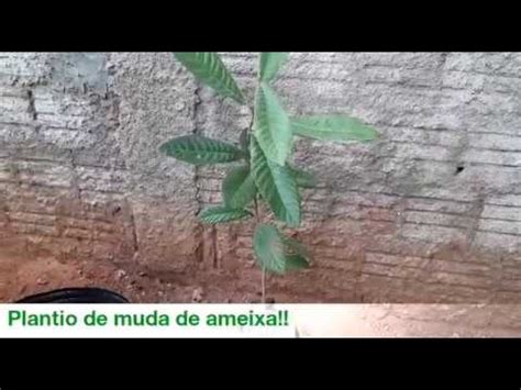 Plantio de Nêspera ou Ameixa Amarela em Vaso YouTube