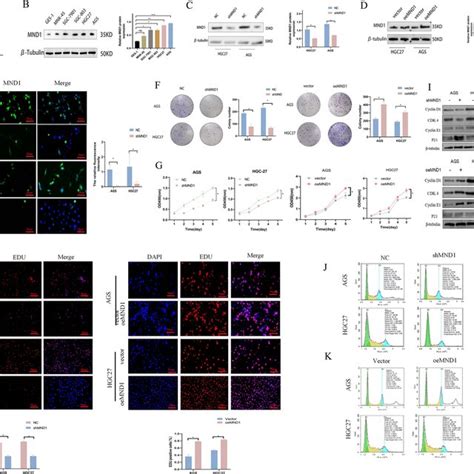 MND1 Promotes The Proliferation Of GC Cells And Induces Cell Cycle