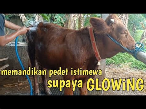 Manfaat Dan Pentingnya Memandikan Sapi Agar Terhindar Dari Virus Lsd