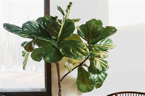 13 Big Leaf Houseplants That Make A Statement