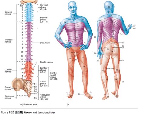 Lumbar Nerves 4 And 5