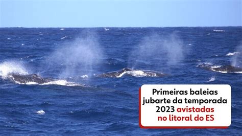 Vídeo mostra primeiras baleias jubarte da temporada 2023 avistadas no