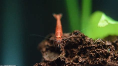 Red Cherry Shrimp Care Feeding Tank Mates Lifespan