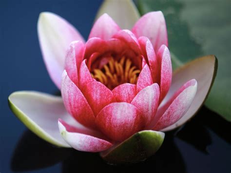 Significado de la Flor de Loto espiritual y simbólico Enciclopedia