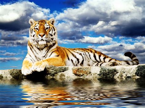 Fonds d ecran Fauve Tigre Eau Nuage Animaux télécharger photo