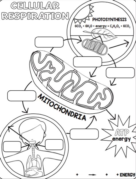 Cellular Respiration Ms Diagram Quizlet