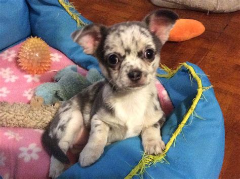 Blue Merle Chihuahua 9 Weeks Old X