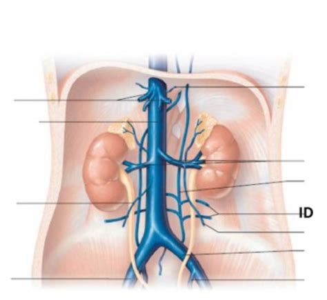 Tributaries Of The Inferior Vena Cava Diagram Quizlet
