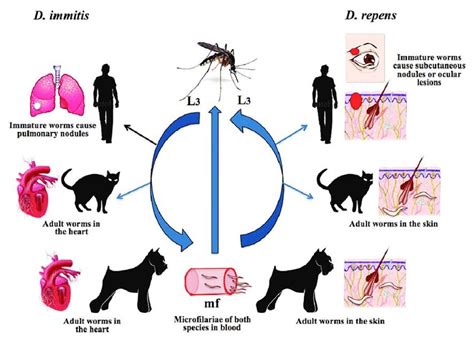 CDC DPDx Dirofilariasis 44 OFF Gbu Presnenskij Ru