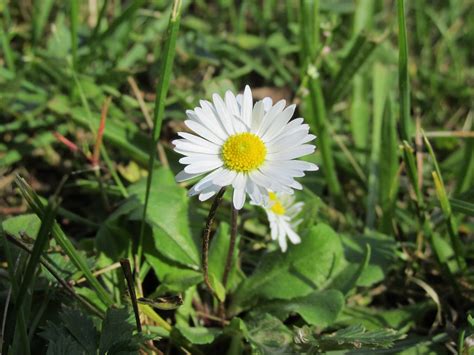 Margarida Natureza Plantar Foto Gratuita No Pixabay Pixabay