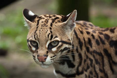 Animais do cerrado brasileiro O que é o cerrado espécies em extinção