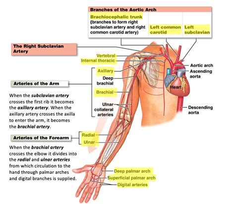 Branches Of Aortic Arch Diagram Diagram Quizlet