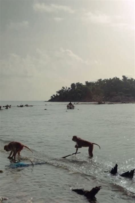 Cayo Santiago The Movie Database Tmdb