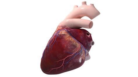 Schematische Illustration Blutkreislauf MedicalGraphics