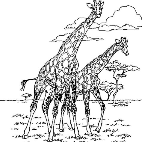 Coloriage Girafe d Afrique en Ligne Gratuit à imprimer