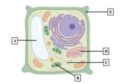 Chapter Cell Structure And Function Diagram Quizlet