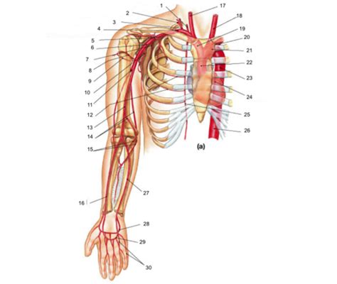 Arteries Of The Chest And Upper Limb Flashcards Quizlet