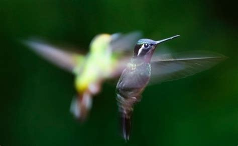 Cuál es el significado espiritual de ver un colibrí cerca de tu casa