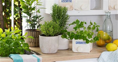 Estas son las mejores plantas de interior para decorar tu habitación