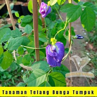 Jual Tanaman Rambat Herbal Pohon Kembang Telang Bunga Telang