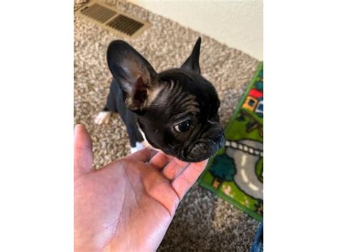 4 Frenchton Pups For Sale In Eagle Puppies For Sale Near Me