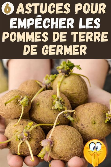 6 astuces pour empêcher les pommes de terre de germer en 2024 Pomme