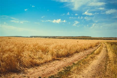 Wheat Field Wallpapers Wallpaper Cave