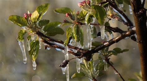 Avertizare meteo ANM de ninsori și viscol în România 11 județe ale