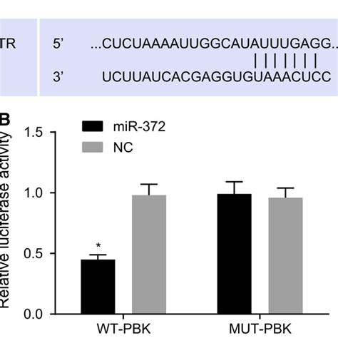 PBK Is A Target Gene Of MiR372 A Predicted Binding Site Between