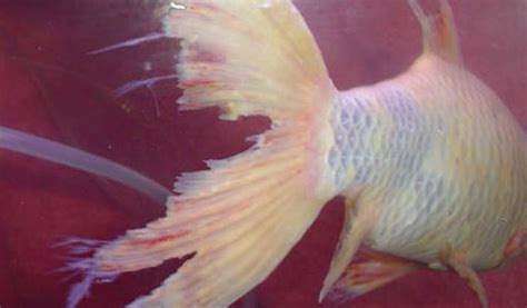 12 Penyakit Ikan Koi Jenis Gejala Penyebab Dan Hingga Pencegahan