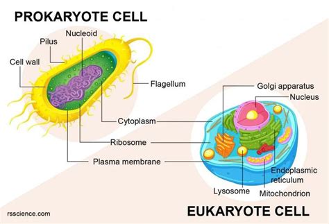 Eukaryotes Vs Prokaryotes Examples