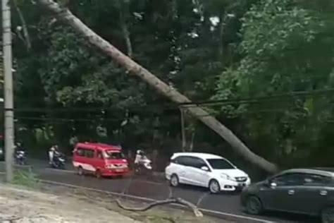 Lagi Gara Gara Pohon Tumbang Jalan Nasional Arah Puncak Tersendat