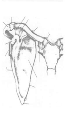 Shoulder Bony Landmarks Diagram Quizlet